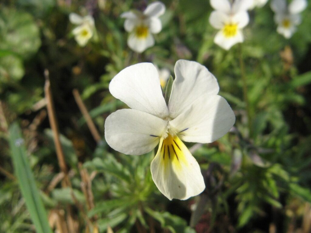 VIOLETA SILVESTRE - VIOLA ARVENSIS